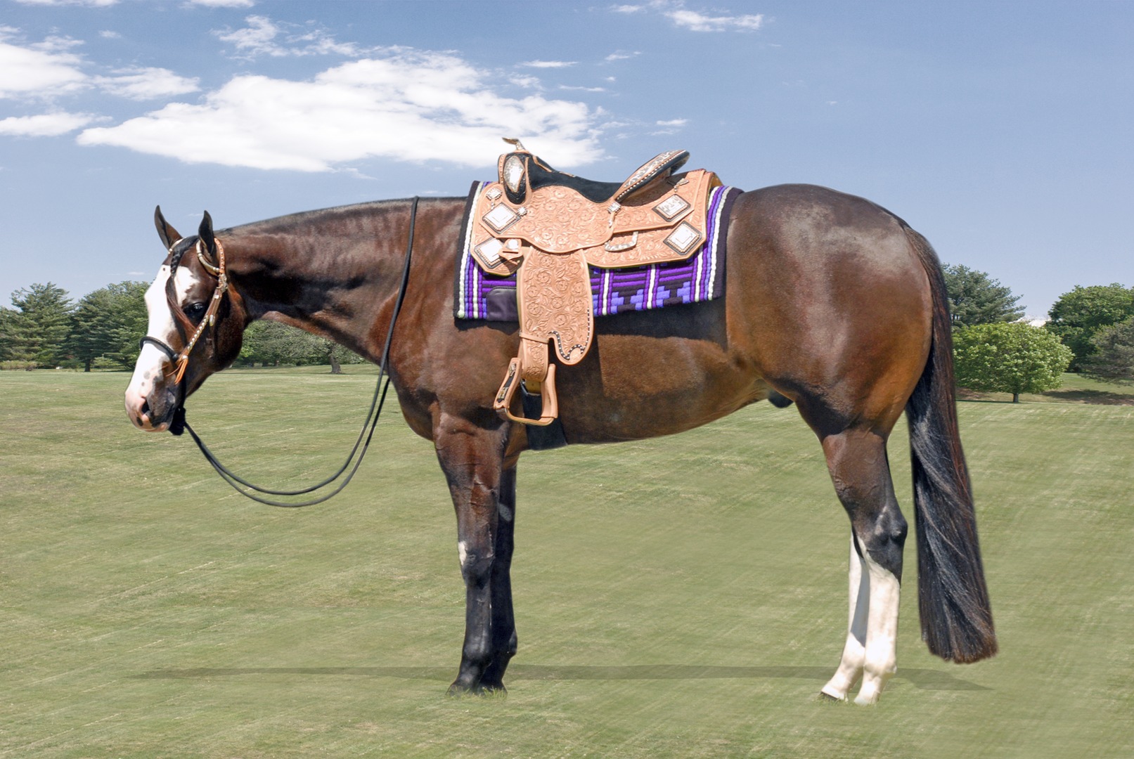 PAINT-HORSE-RANCH.DE