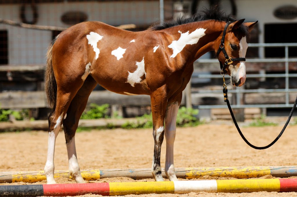 PAINT-HORSE-RANCH.DE